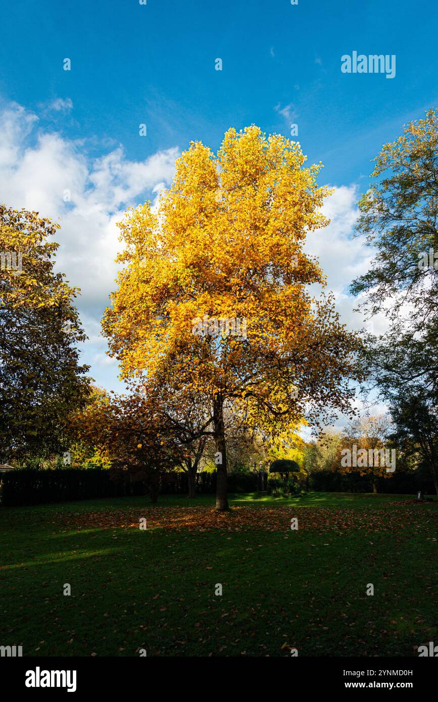 A tulip tree in autumn (Liriodendron tulipifera Stock Photo - Alamy