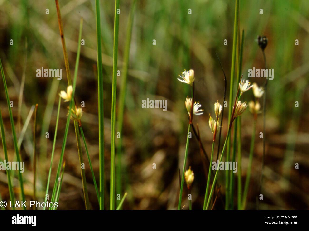 Moor Rush (Juncus stygius Stock Photo - Alamy