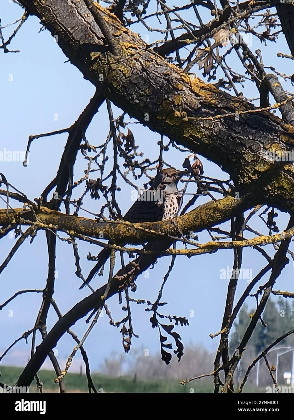 Northern Flicker (Colaptes auratus Stock Photo - Alamy