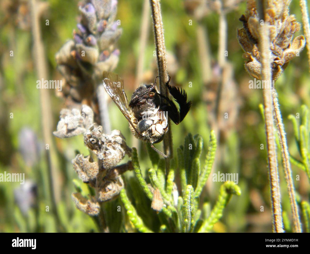 Anthophorini hi-res stock photography and images - Alamy
