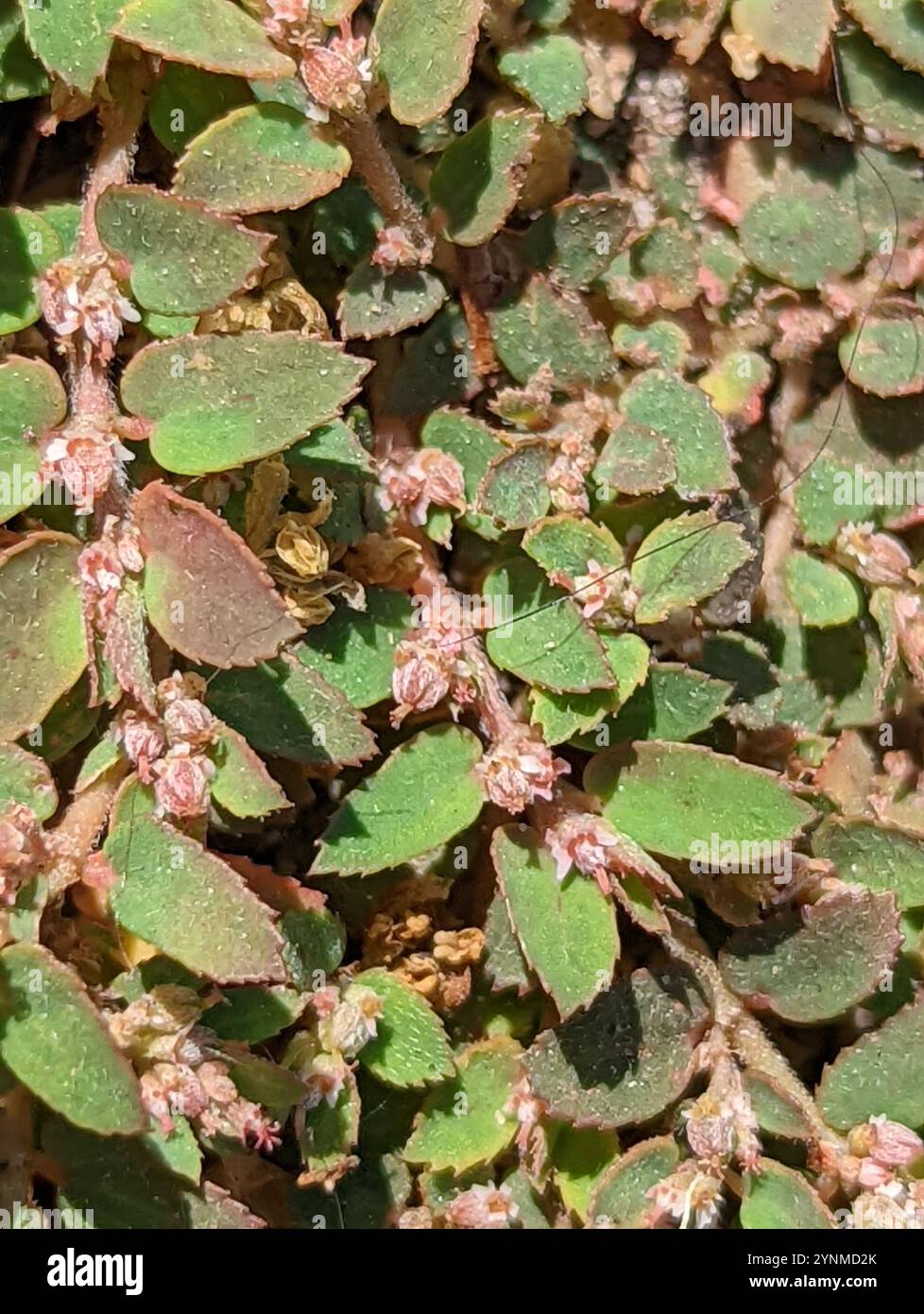 Red Caustic-creeper (Euphorbia thymifolia Stock Photo - Alamy