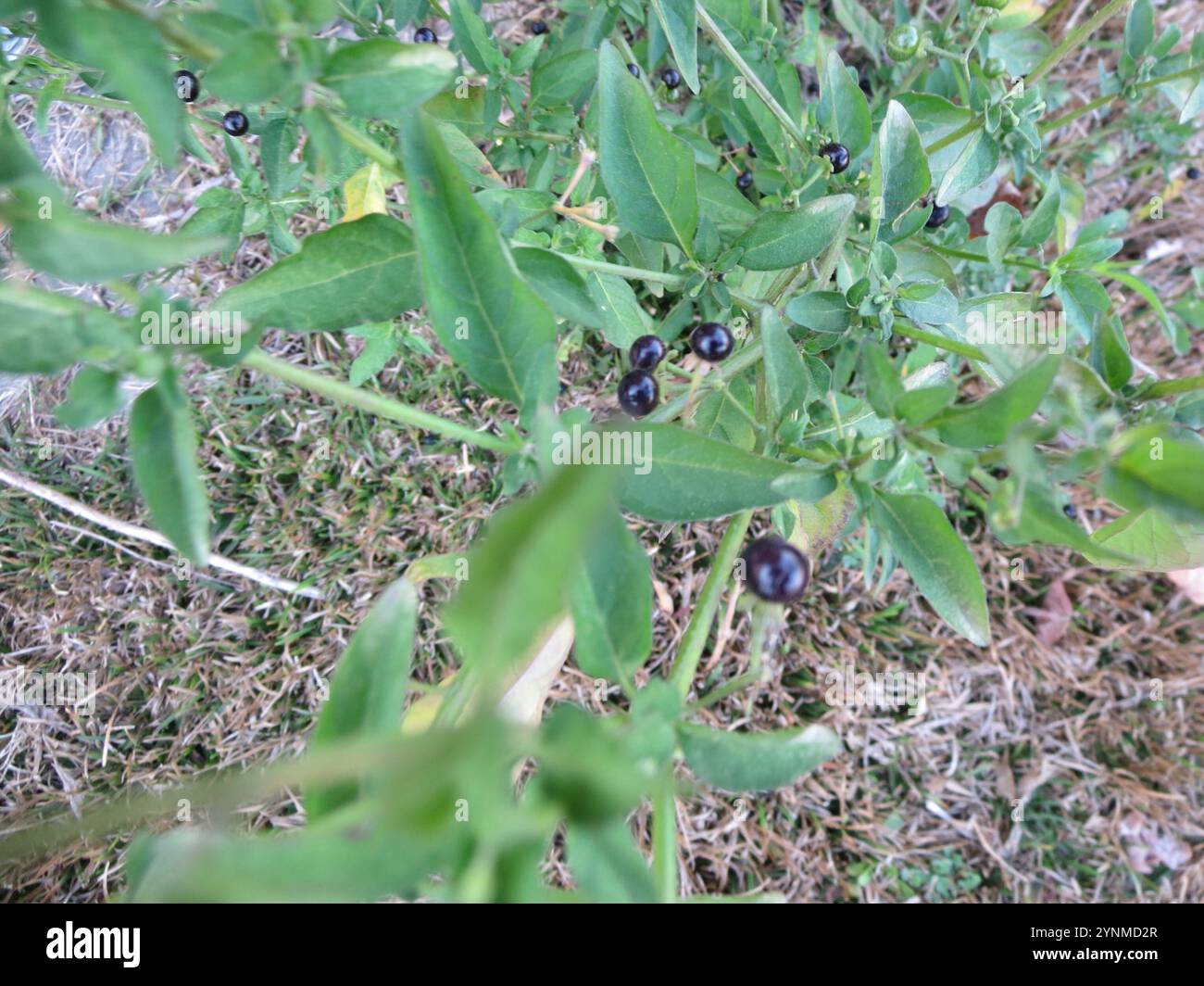 eastern black nightshade (Solanum emulans Stock Photo - Alamy