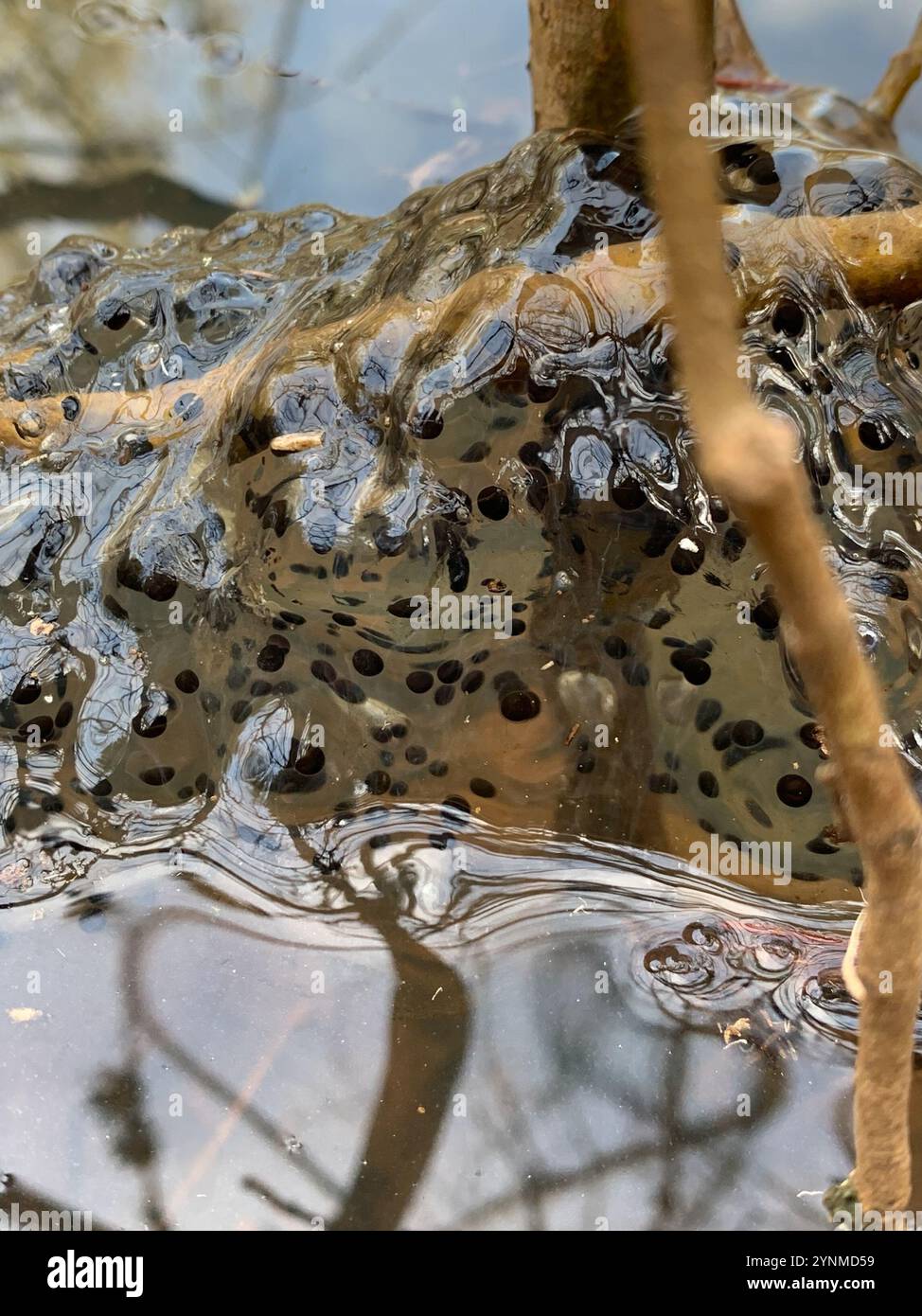Northern Red-legged Frog (Rana aurora Stock Photo - Alamy