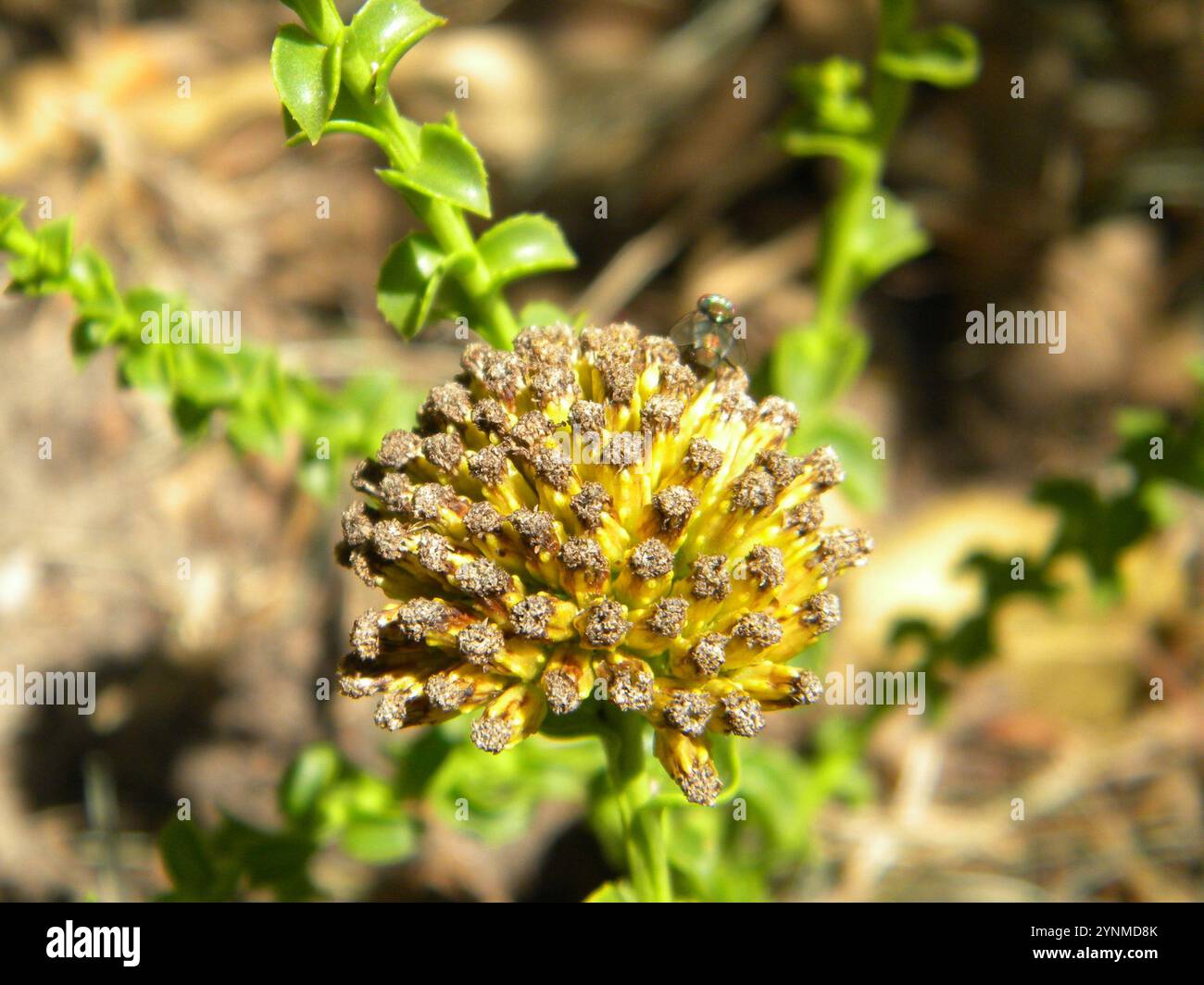 Tooth Kanniedood (Athanasia dentata Stock Photo - Alamy