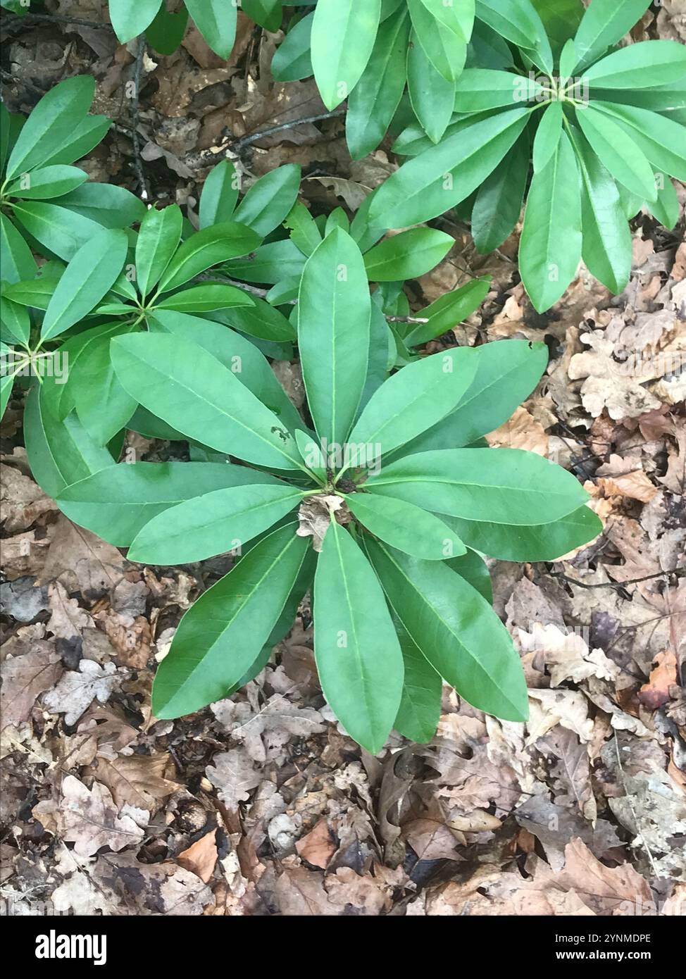 Common Rhododendron (Rhododendron ponticum Stock Photo - Alamy