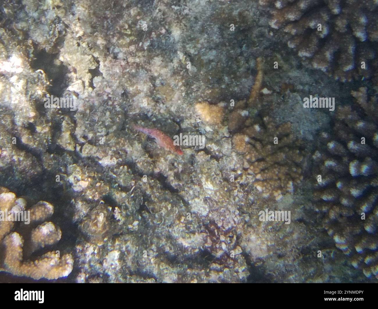 Pixy Hawkfish (Cirrhitichthys oxycephalus Stock Photo - Alamy