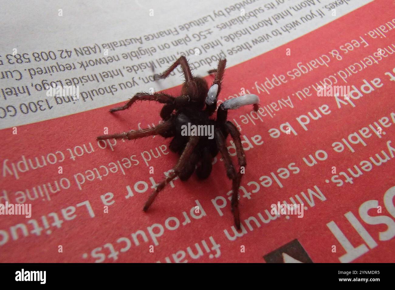 Brown Trapdoor Spiders (Arbanitis Stock Photo - Alamy