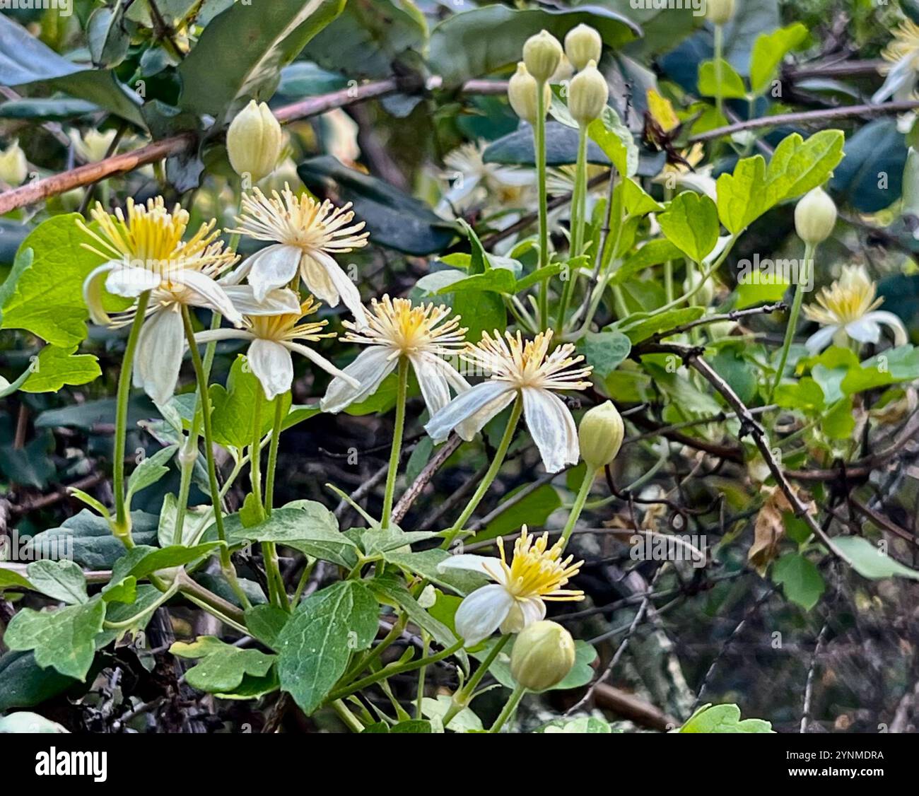 Pipestem Clematis (Clematis lasiantha Stock Photo - Alamy