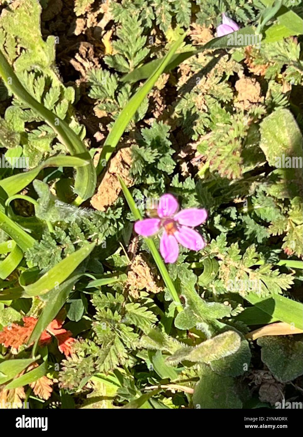 Redstem Stork's-bill (Erodium cicutarium Stock Photo - Alamy