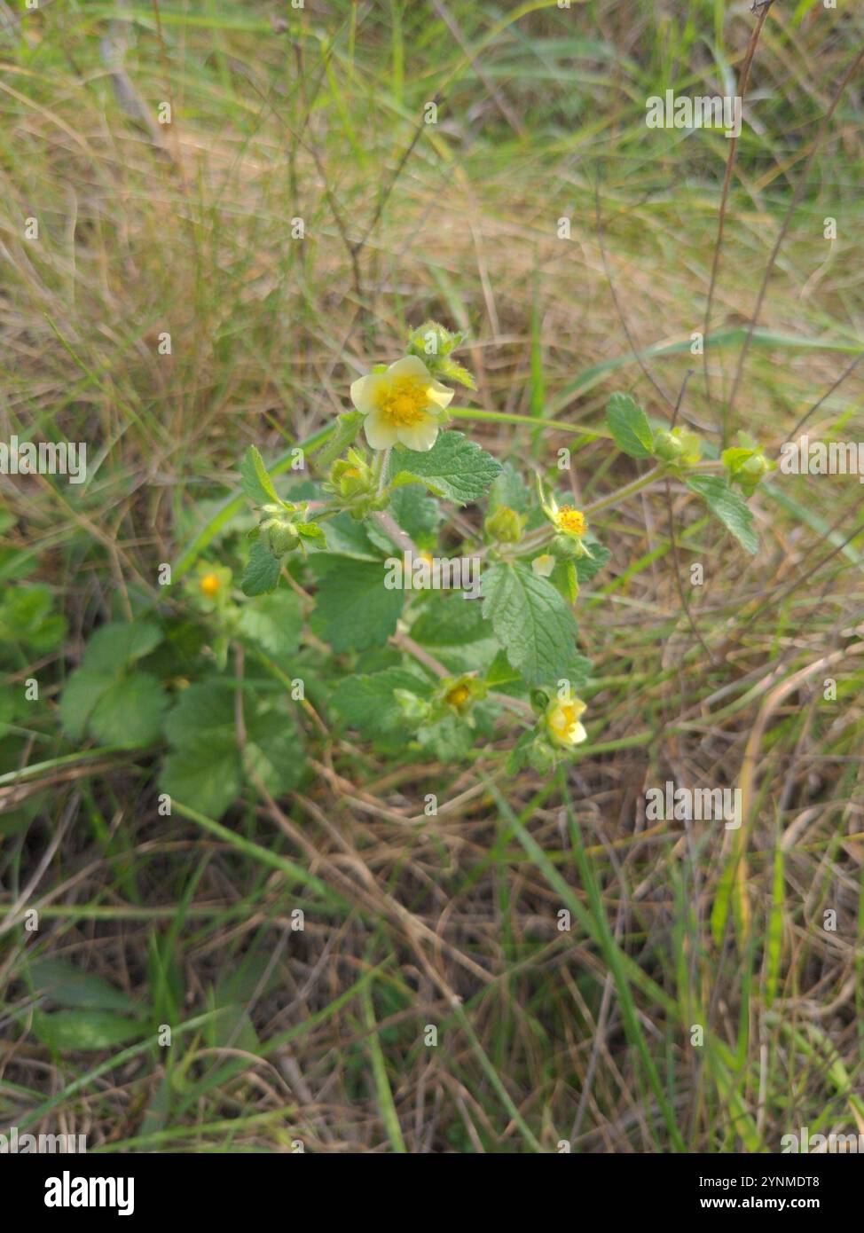 sticky cinquefoil (Drymocallis glandulosa Stock Photo - Alamy