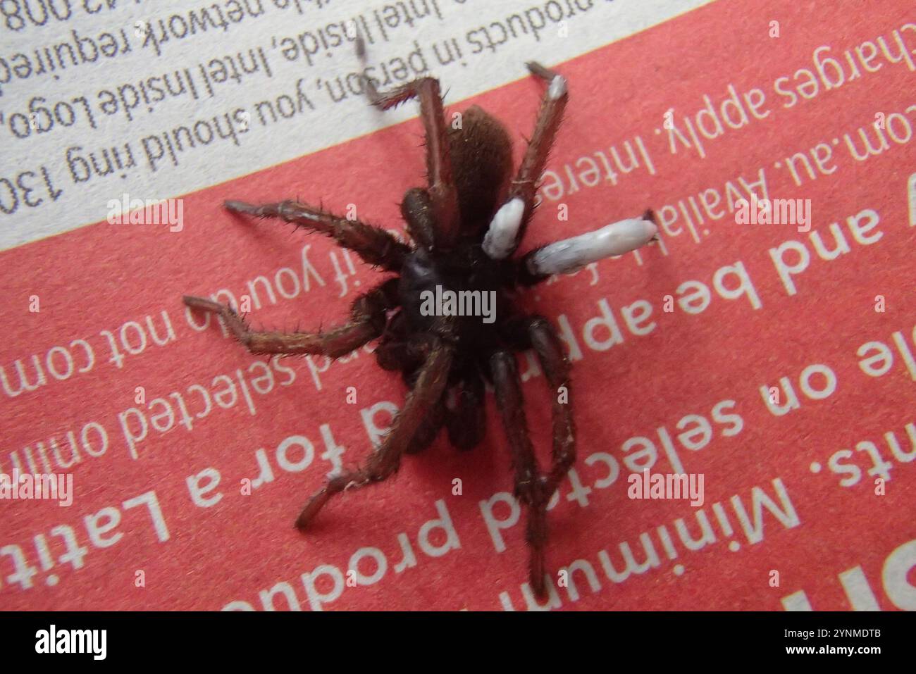 Brown Trapdoor Spiders (Arbanitis Stock Photo - Alamy