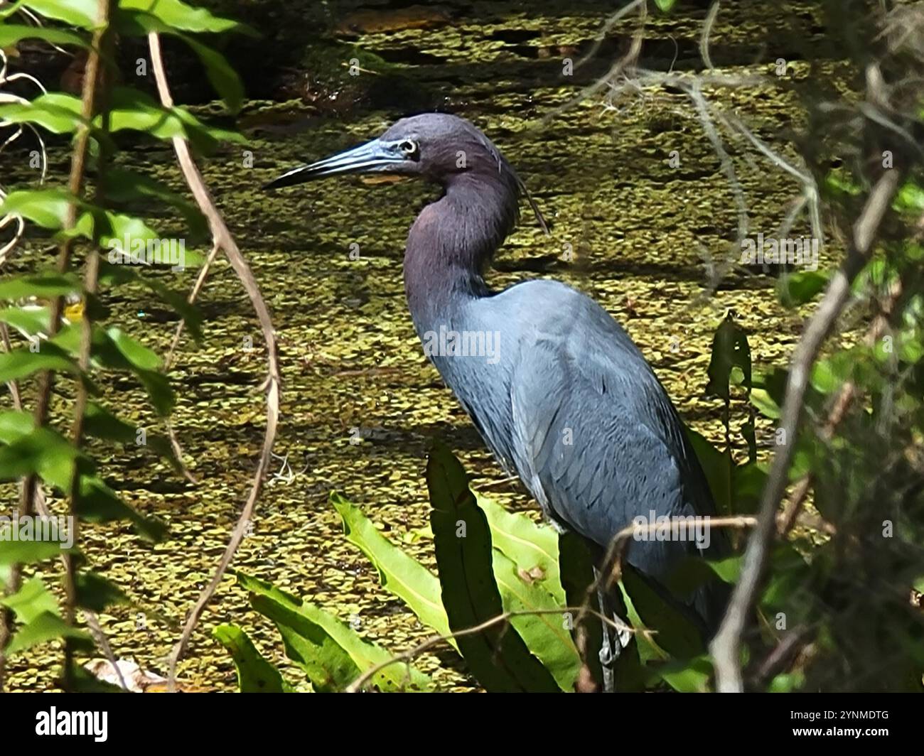 Little Blue Heron (Egretta caerulea Stock Photo - Alamy