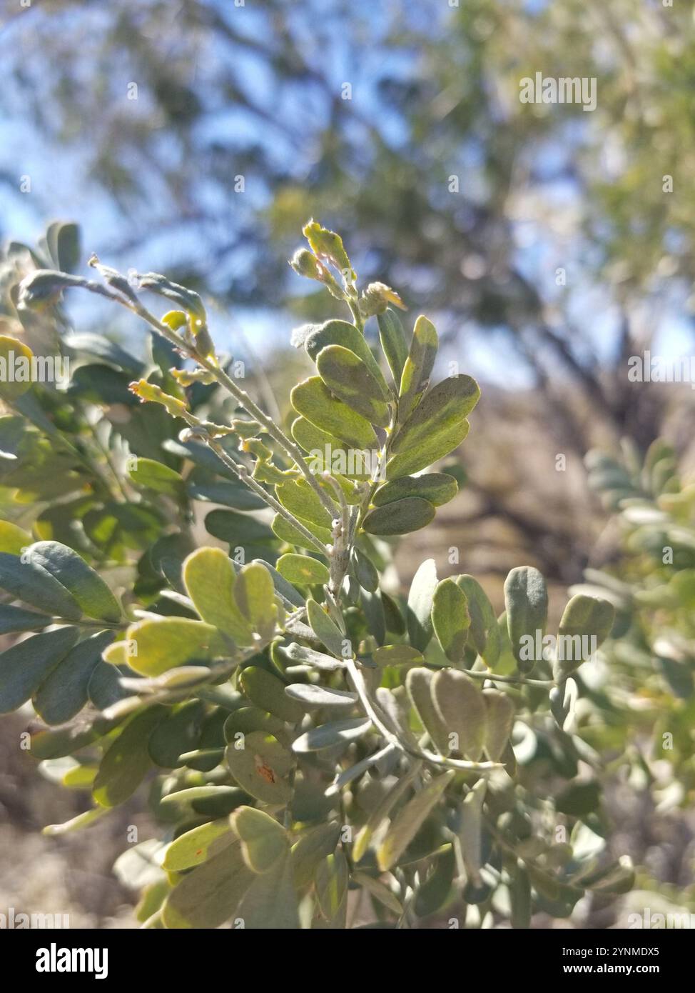 desert ironwood (Olneya tesota Stock Photo - Alamy