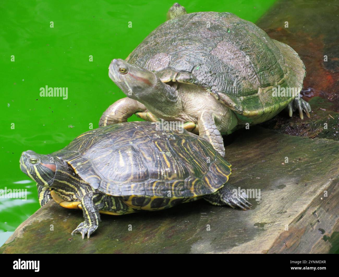 Pond Slider (Trachemys scripta Stock Photo - Alamy