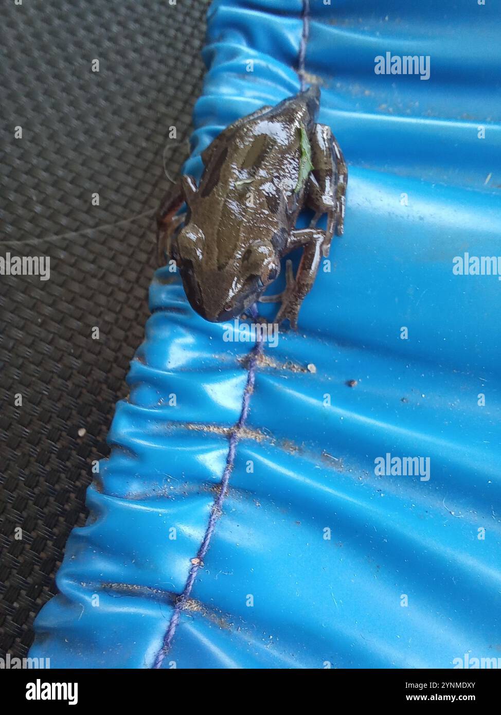 Senegal Running Frog (Kassina senegalensis Stock Photo - Alamy