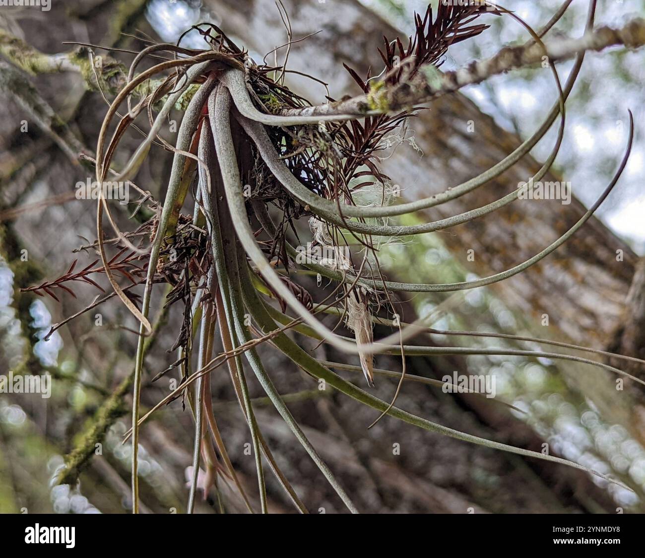Manatee River airplant (Tillandsia simulata Stock Photo - Alamy