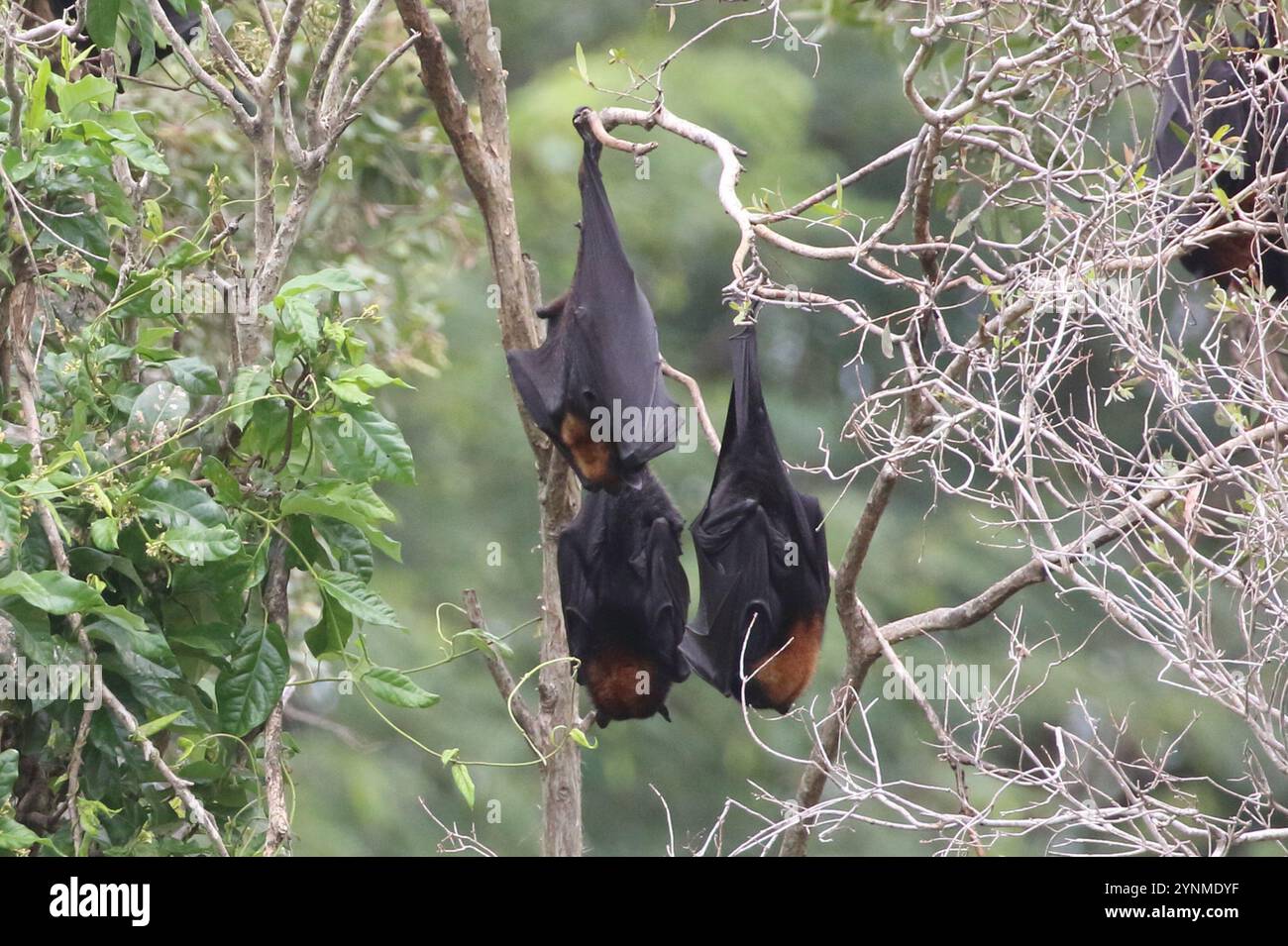 Black Flying-fox (Pteropus alecto Stock Photo - Alamy