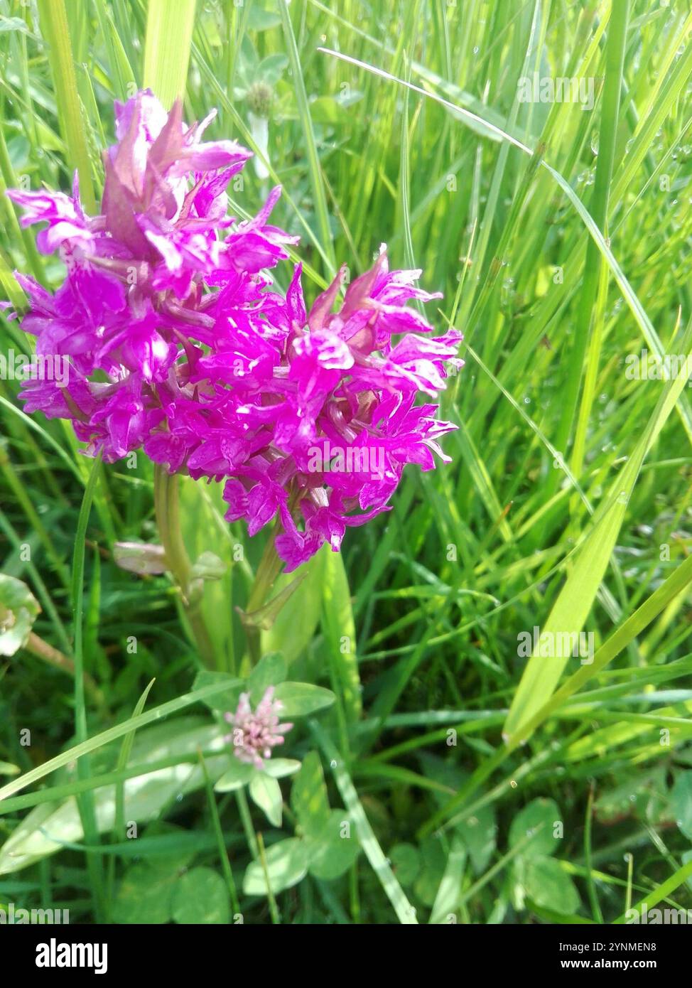 Broad-leaved Marsh Orchid (Dactylorhiza majalis Stock Photo - Alamy