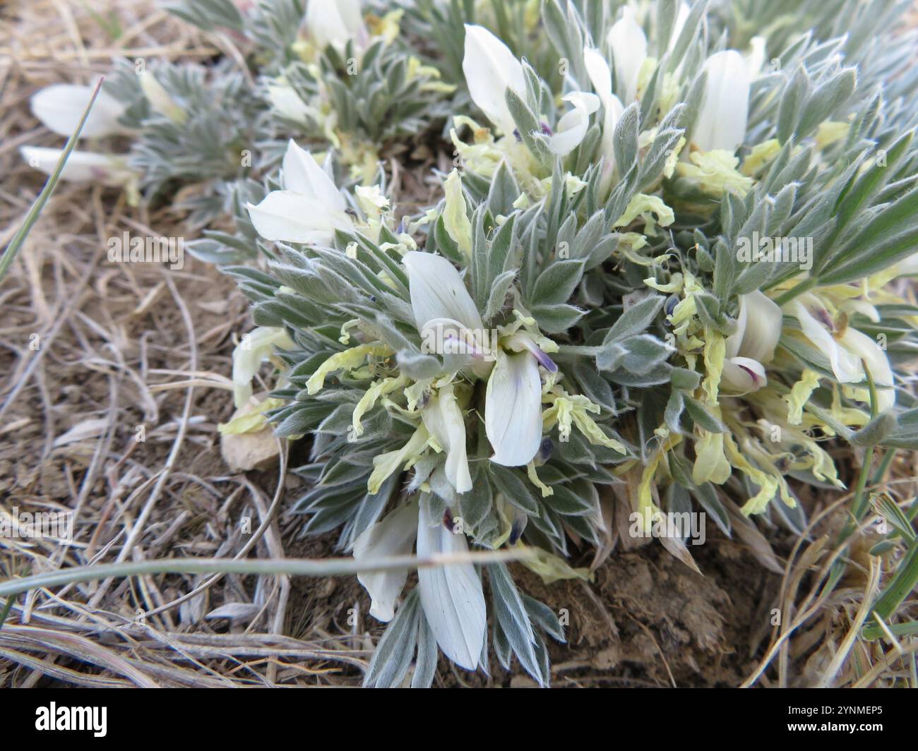 Threeleaf Milkvetch (Astragalus gilviflorus Stock Photo - Alamy