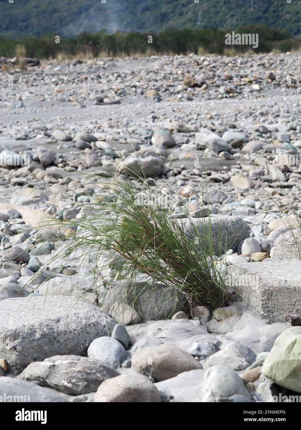 Wild Cane (Saccharum spontaneum Stock Photo - Alamy