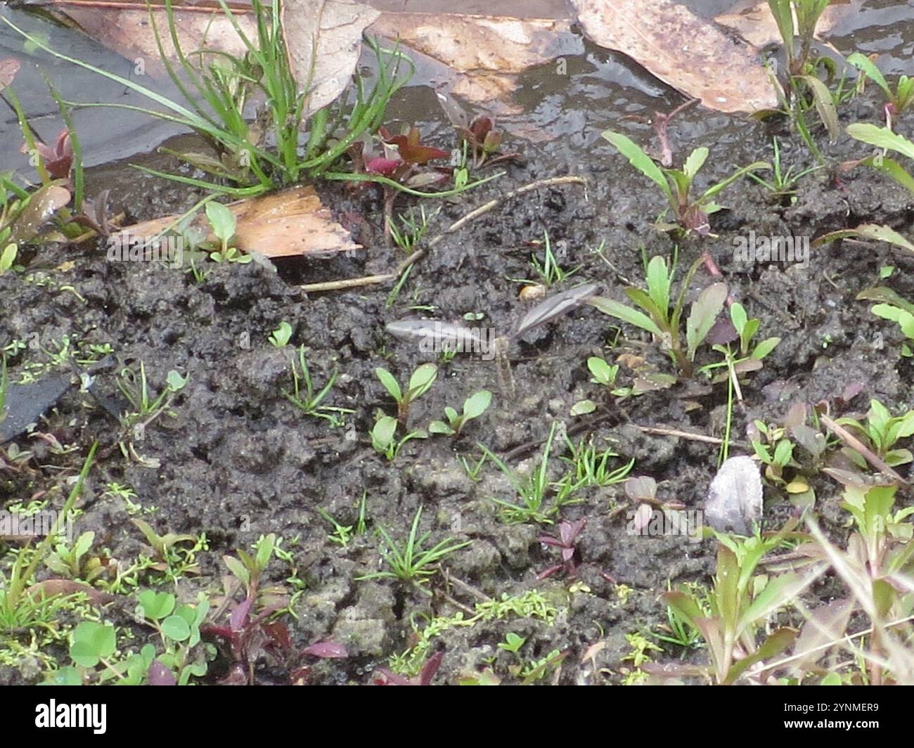 Crane Flies (Tipulomorpha Stock Photo - Alamy