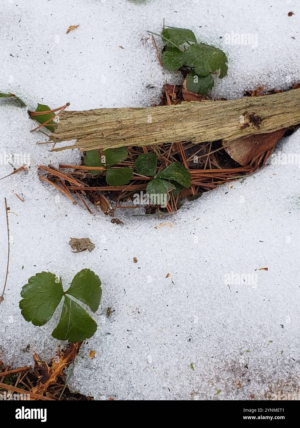 threeleaf goldthread (Coptis trifolia Stock Photo - Alamy