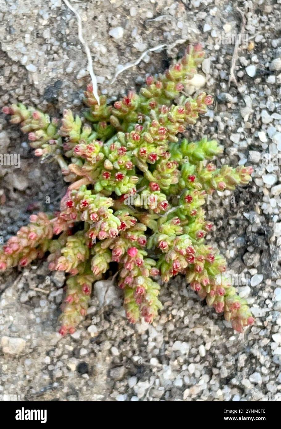 sand pygmyweed (Crassula connata Stock Photo - Alamy