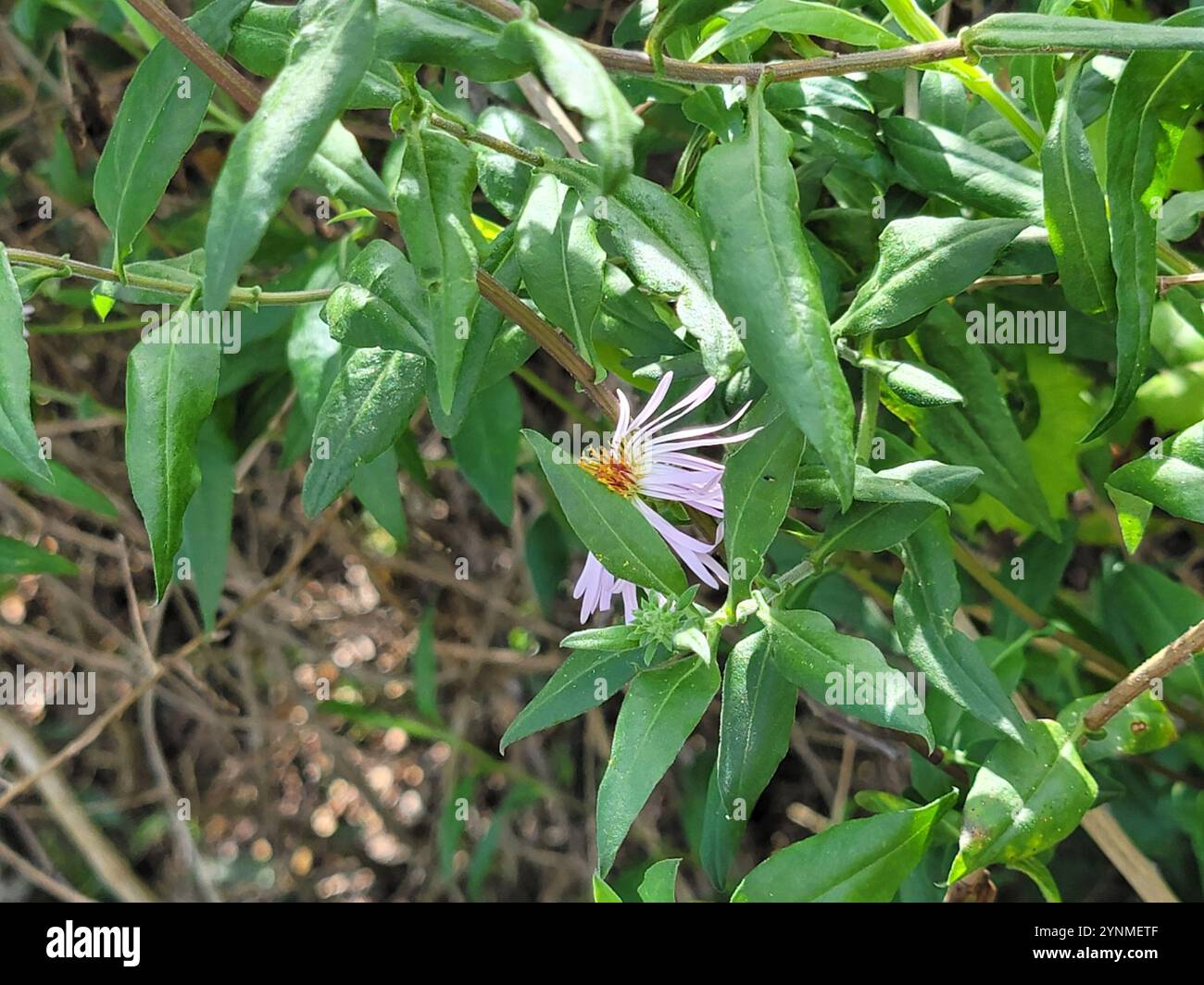 Aster carolinianus hi-res stock photography and images - Alamy