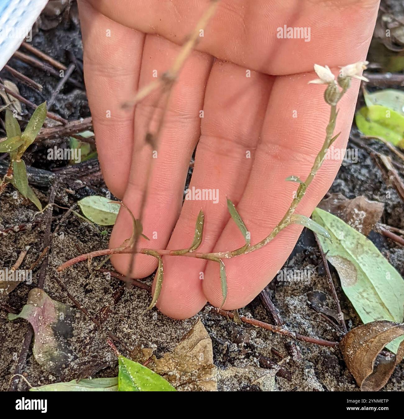 centipede grass orchid (Zeuxine strateumatica Stock Photo - Alamy