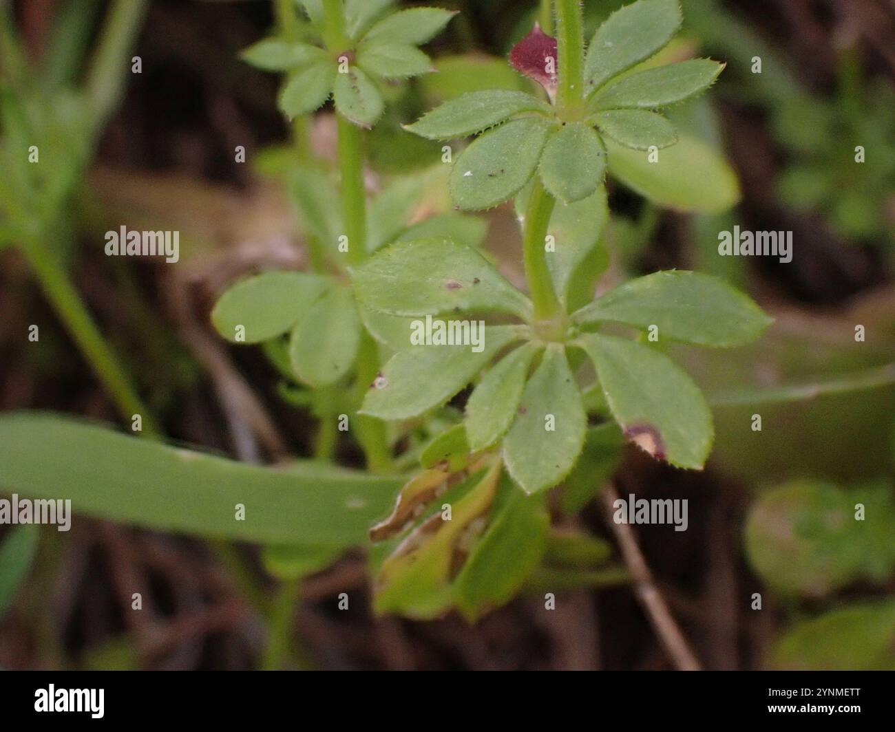 white bedstraw (Galium album Stock Photo - Alamy