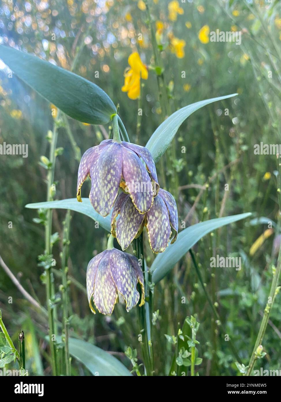 Checker lily hi-res stock photography and images - Alamy