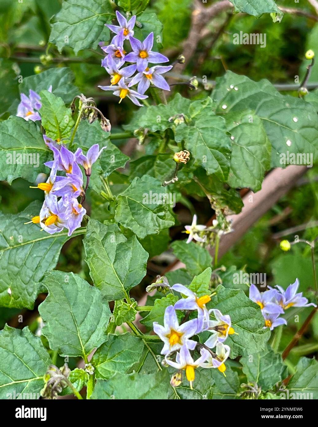 greenspot nightshade (Solanum douglasii Stock Photo - Alamy
