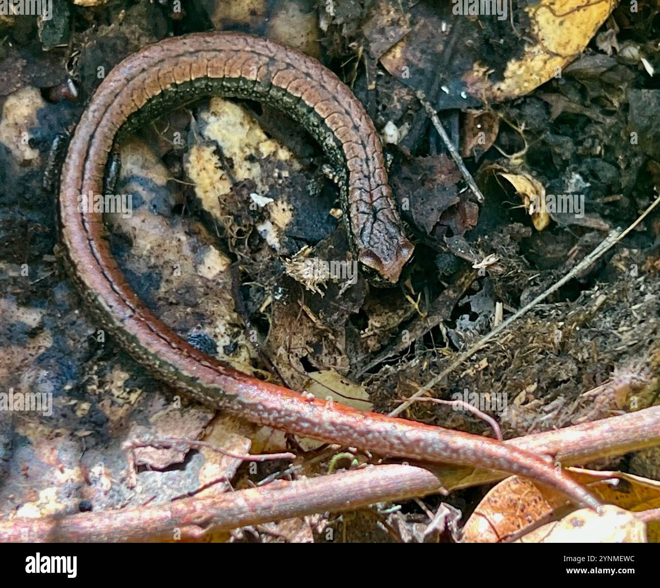 California Slender Salamander (Batrachoseps attenuatus Stock Photo - Alamy