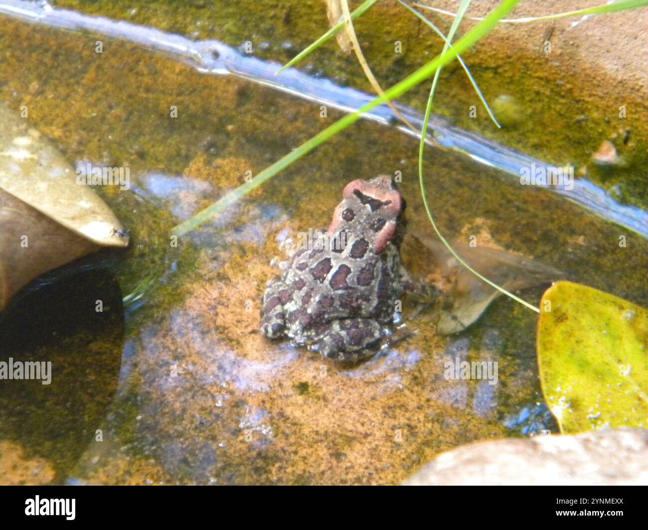 Western Leopard Toad (Sclerophrys pantherina Stock Photo - Alamy