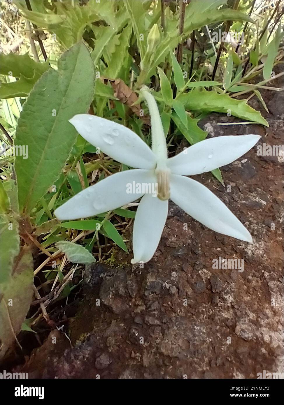 Star of Bethlehem (Hippobroma longiflora Stock Photo - Alamy