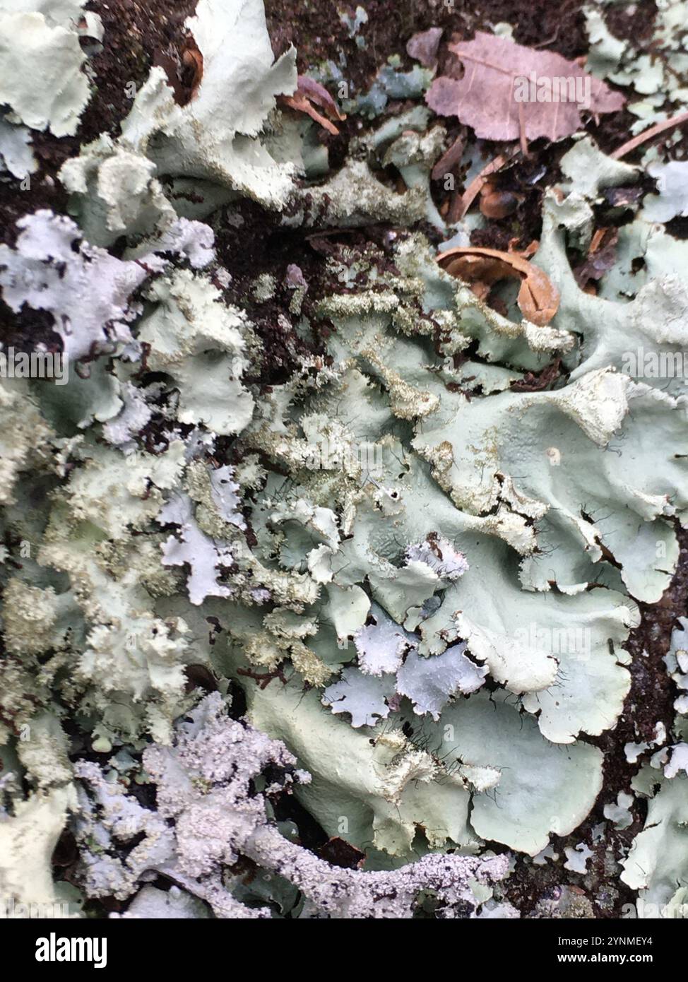 Ruffle Lichens (Parmotrema Stock Photo - Alamy