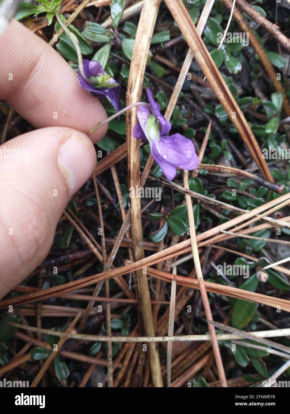 hookedspur violet (Viola adunca Stock Photo - Alamy