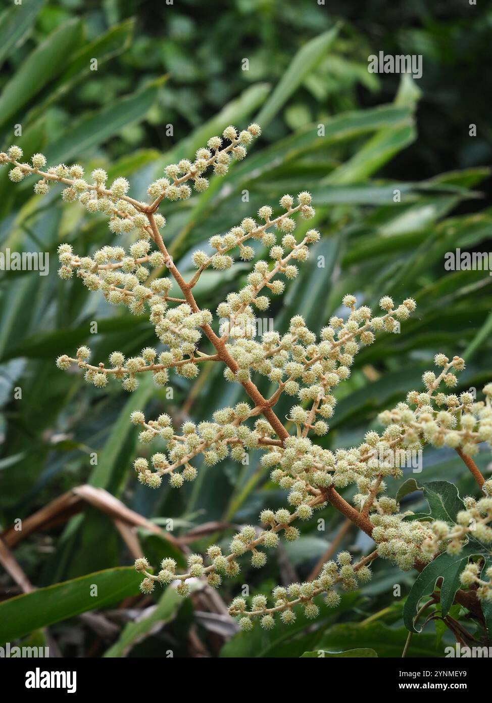 Rice paper plant (Tetrapanax papyrifer Stock Photo - Alamy