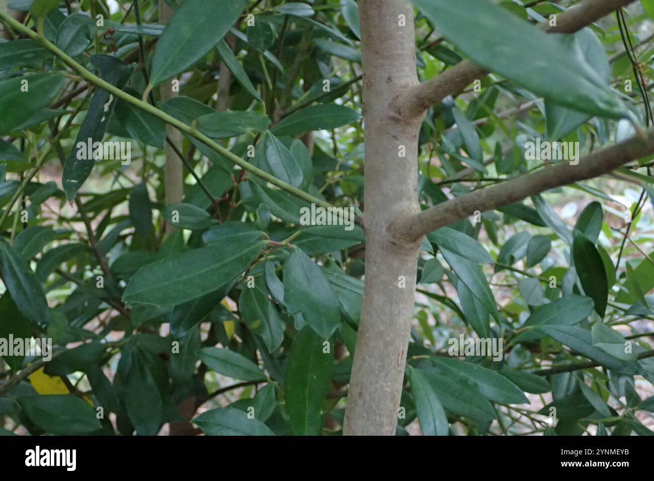 dahoon holly (Ilex cassine Stock Photo - Alamy