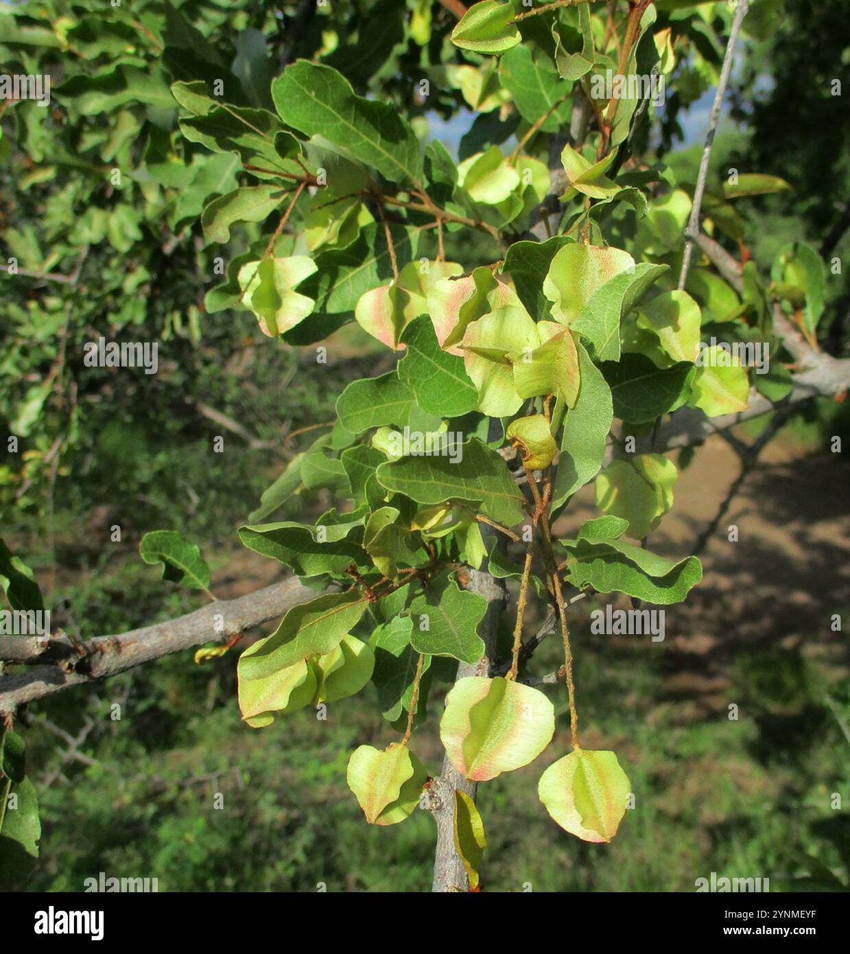 Leadwood (Combretum imberbe Stock Photo - Alamy
