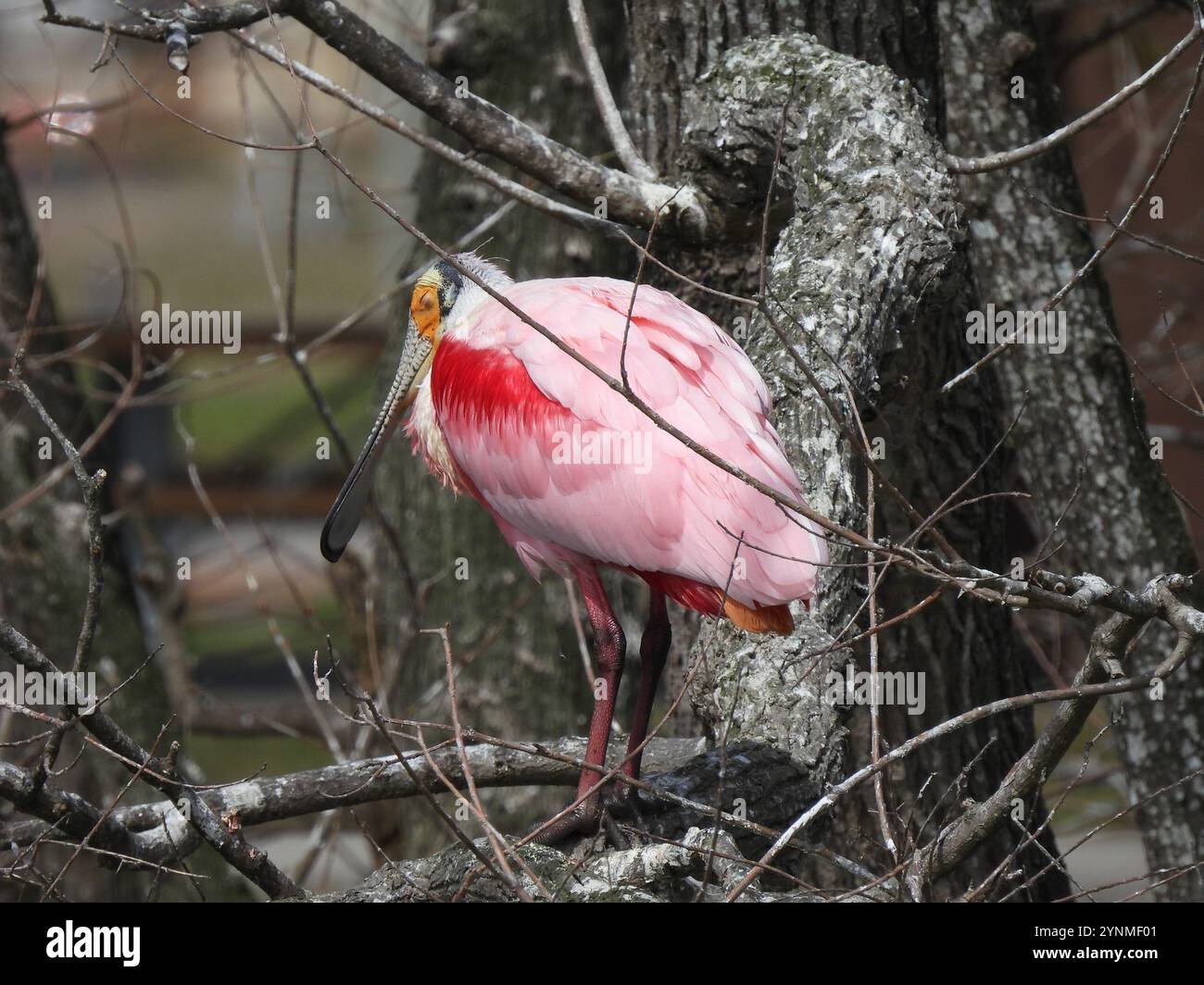 Roseate Spoonbill (Platalea ajaja Stock Photo - Alamy