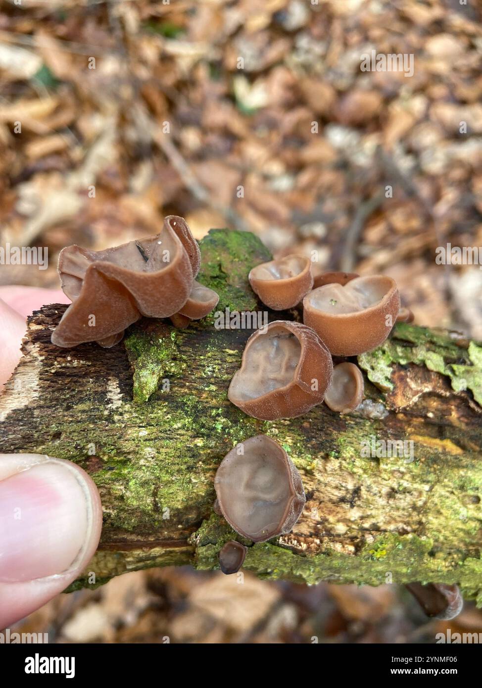 Jelly Ear (Auricularia auricula-judae Stock Photo - Alamy