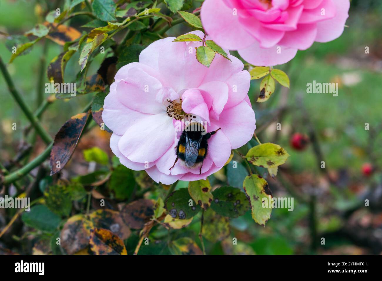 Bee napping on a pink flower Stock Photo - Alamy