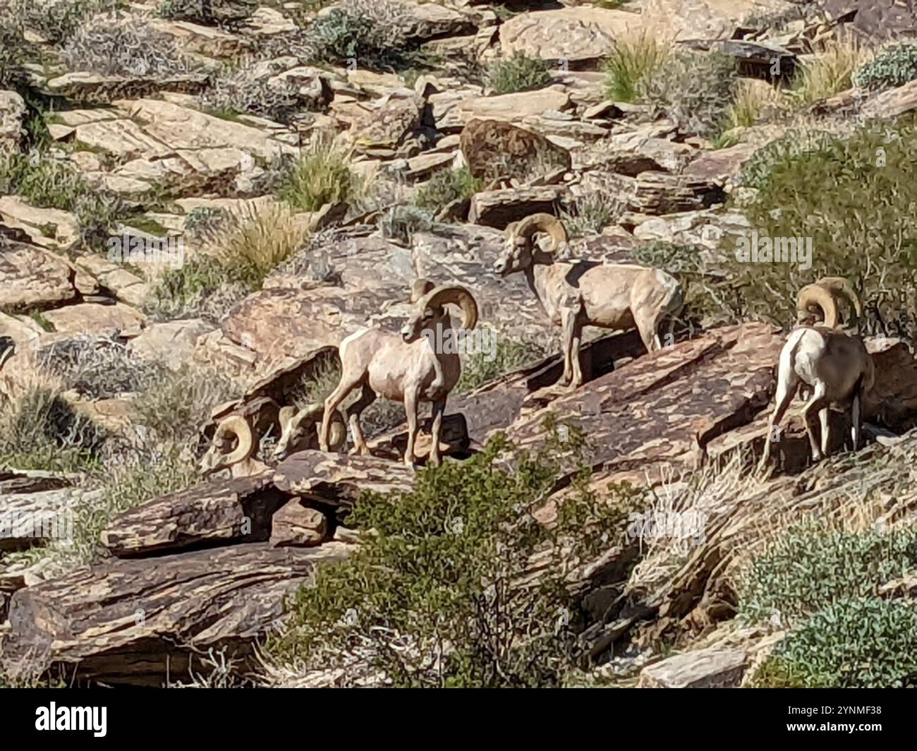 Desert Bighorn Sheep (Ovis canadensis nelsoni Stock Photo - Alamy