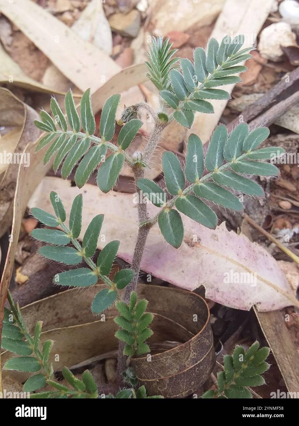 puncture vine (Tribulus terrestris Stock Photo - Alamy