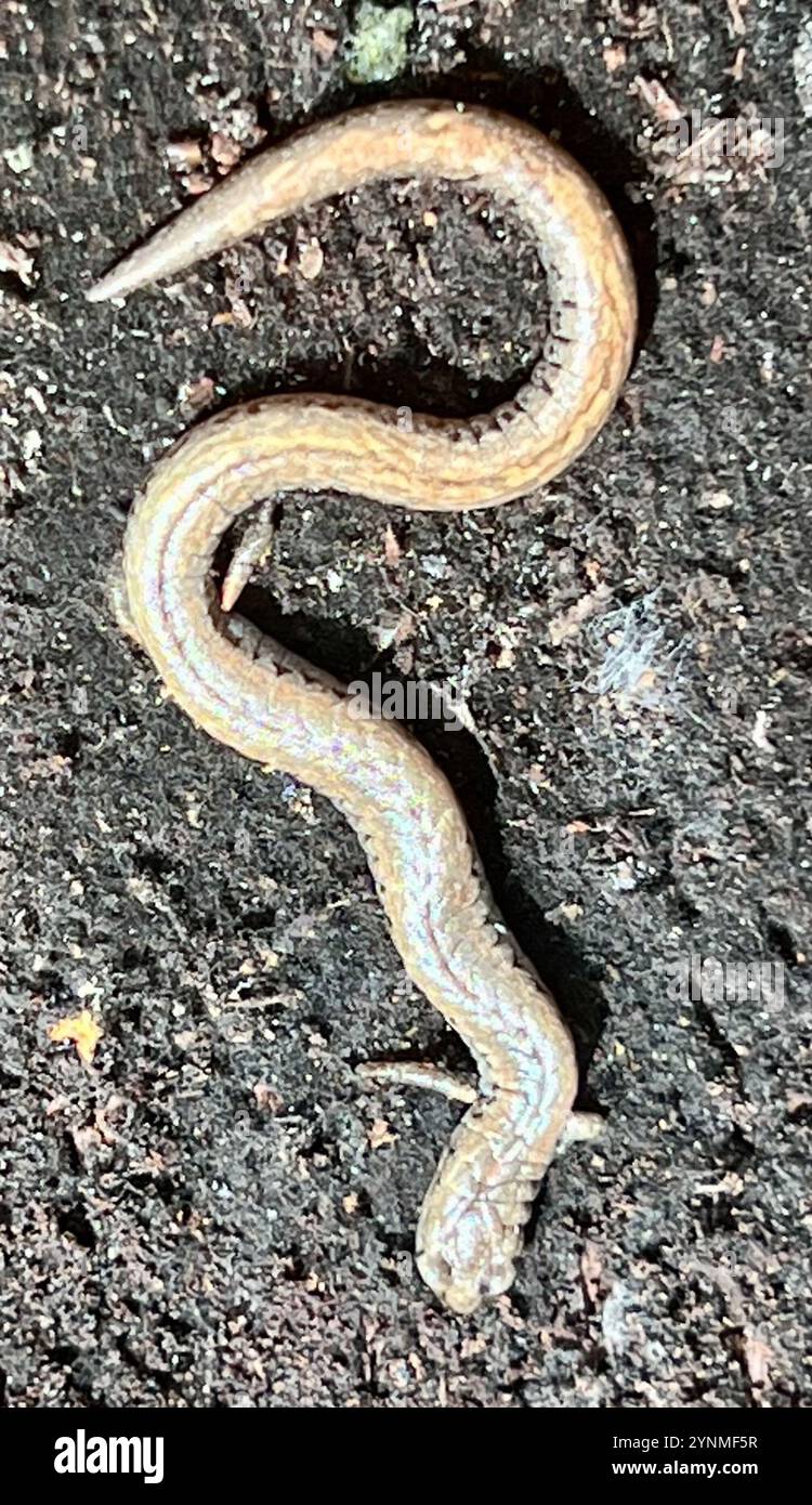 California Slender Salamander (Batrachoseps attenuatus Stock Photo - Alamy