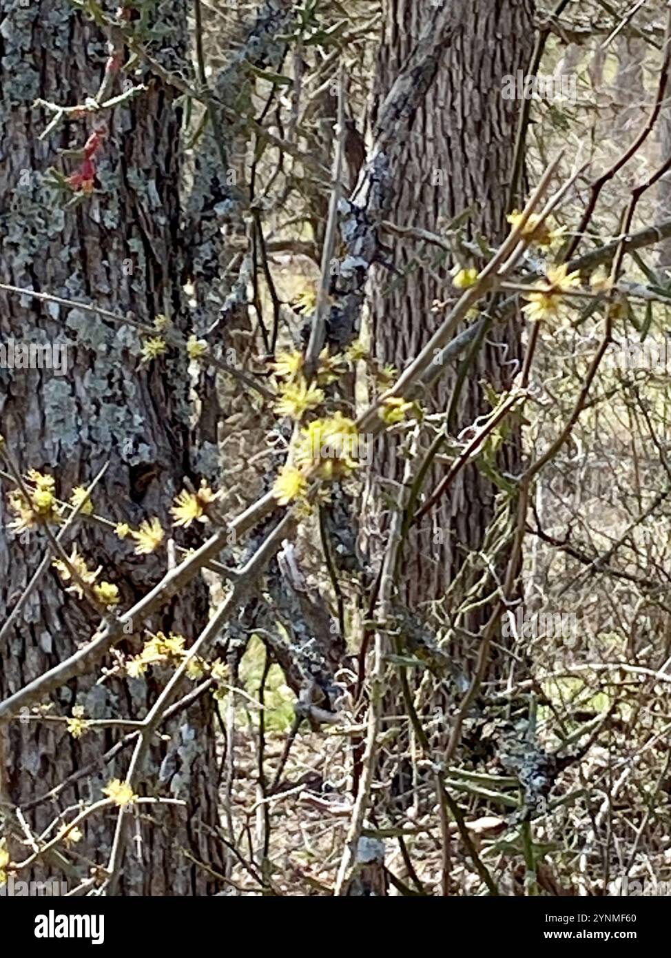 Stretchberry (Forestiera pubescens Stock Photo - Alamy