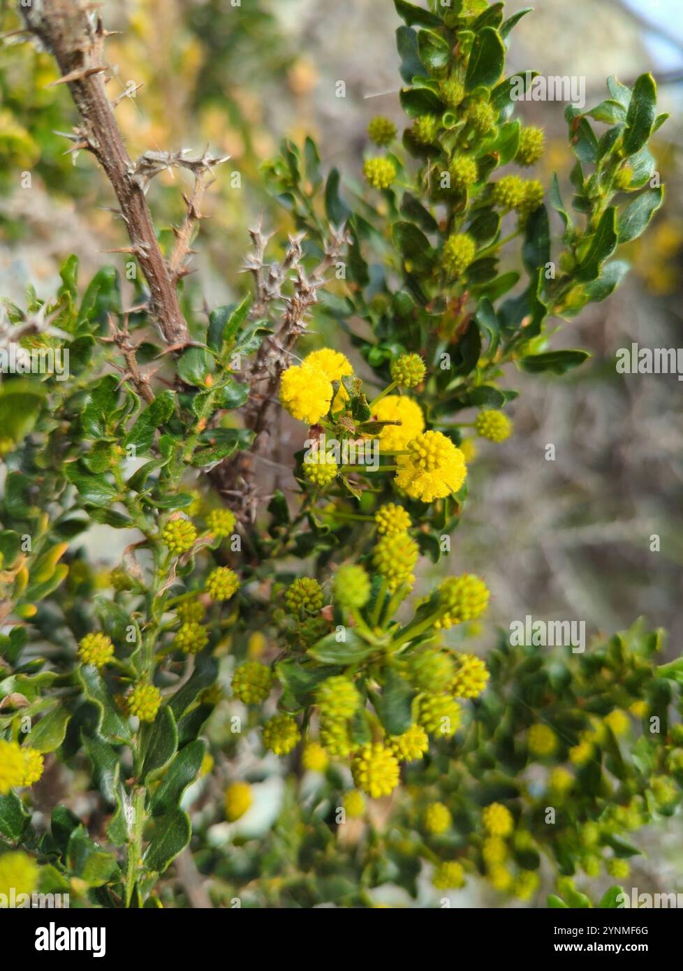 Kangaroo thorn (Acacia paradoxa Stock Photo - Alamy