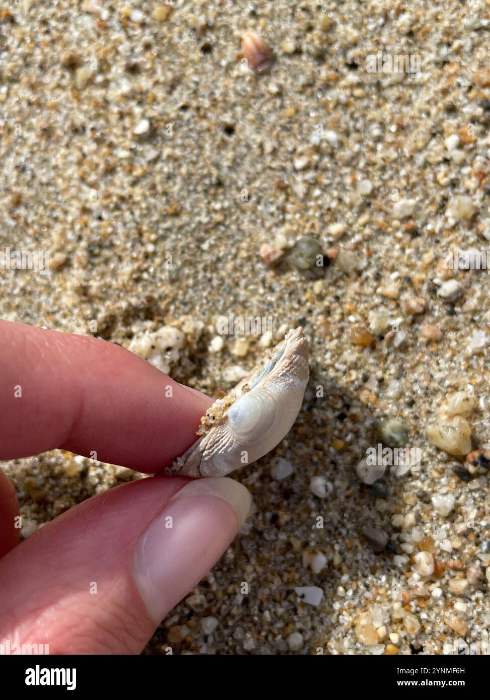 Pacific Littleneck Clam (Leukoma staminea Stock Photo - Alamy