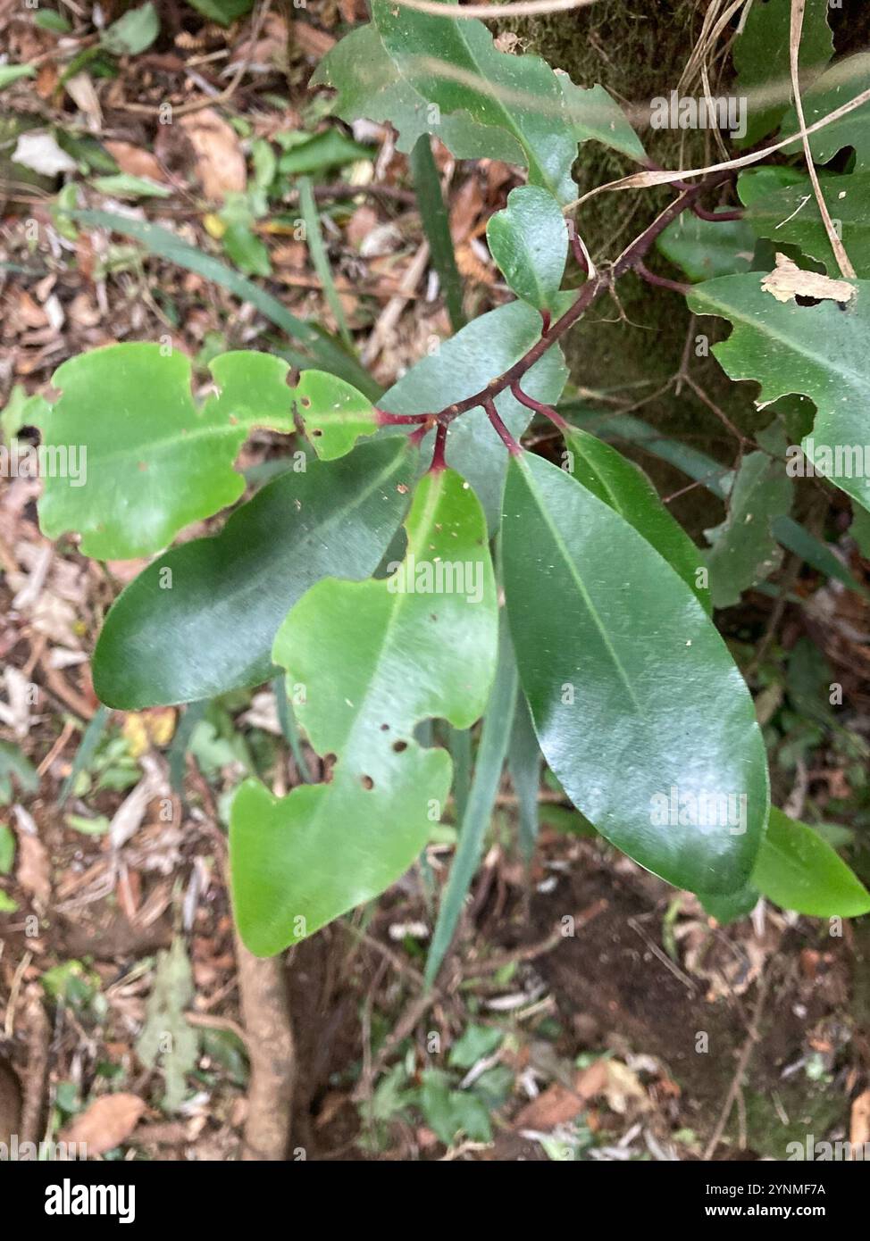 Lowland Horopito (Pseudowintera axillaris Stock Photo - Alamy